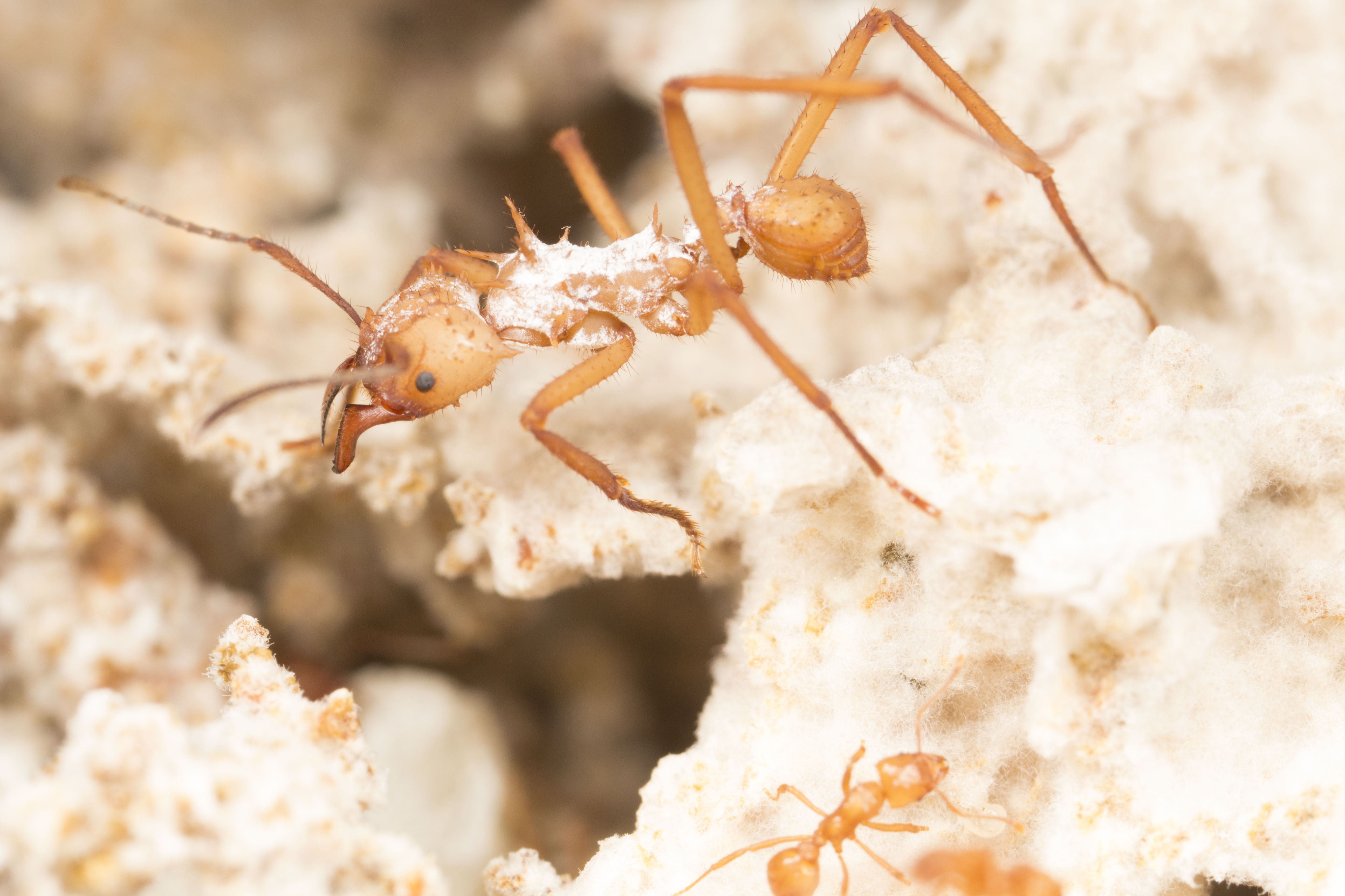 Searching for new antibiotics under the sea and among battling bacteria ...