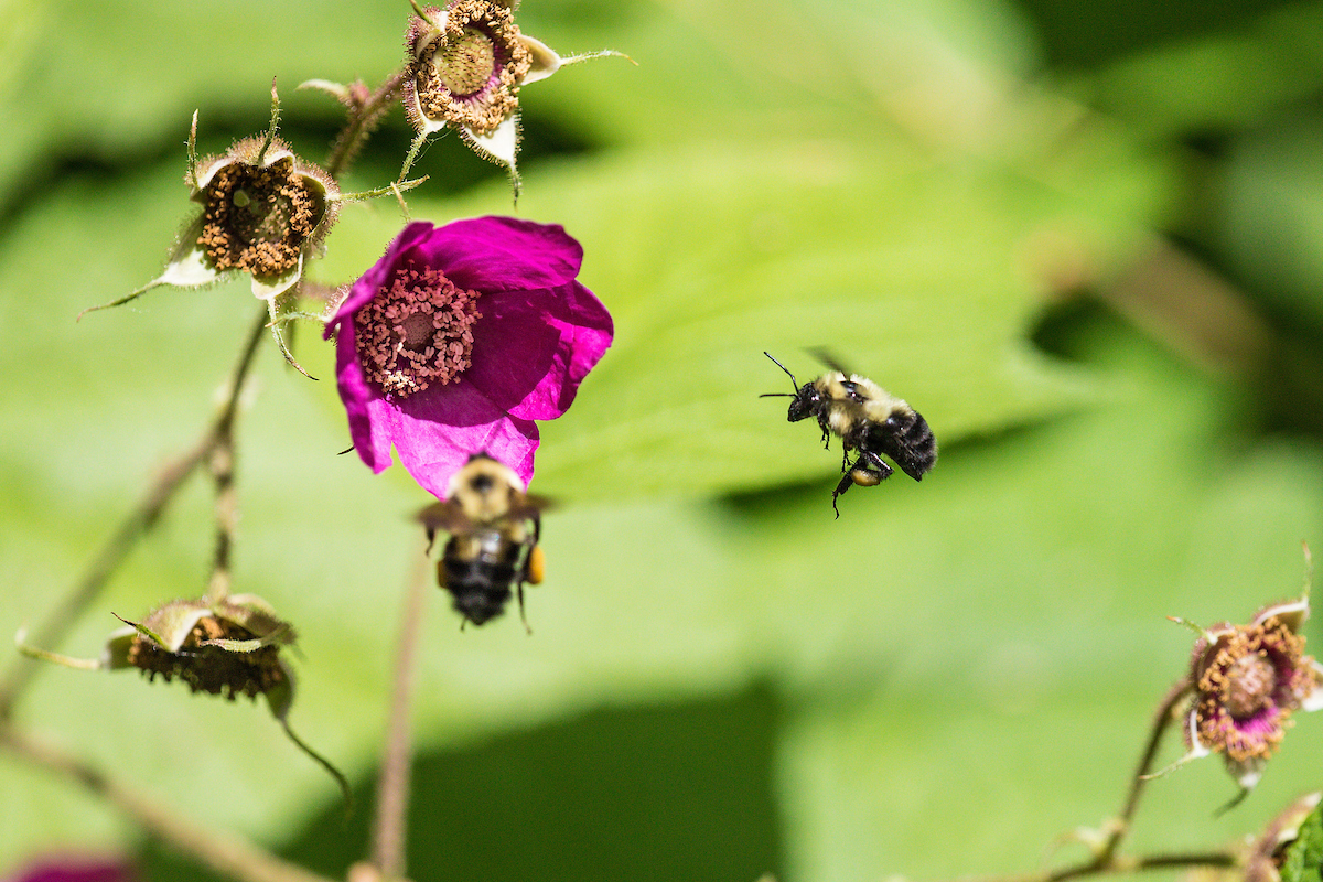 Nationwide shortage of insect venom used for immunotherapy | Department ...