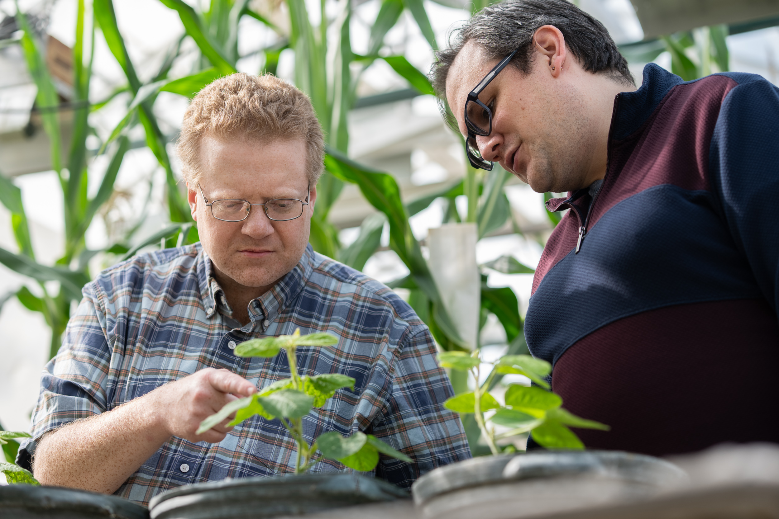 Dr. Dudley Lamming and collaborators leverage plant genetics to create ...